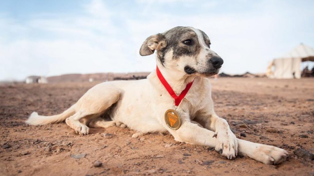 Un perro corre una carrera de 250 km en desierto del Sáhara – El Vocero