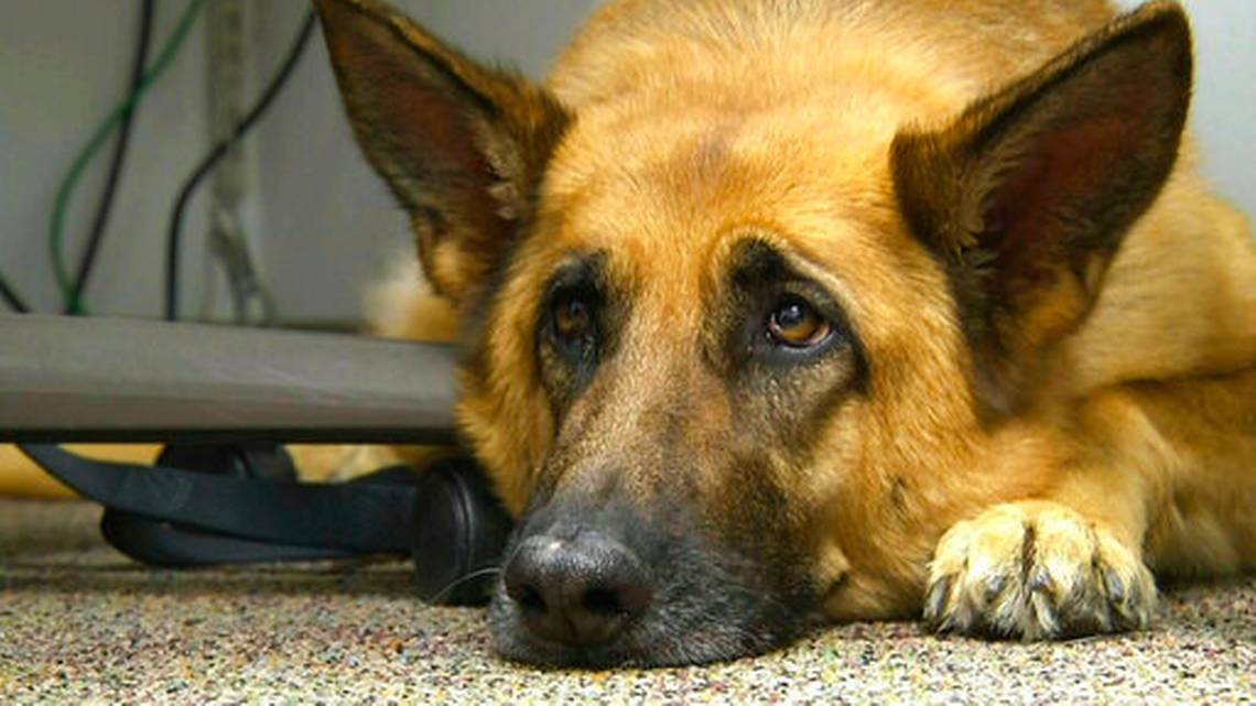 Hombre en EEUU fue comido por sus perros ‘con todo y huesos’ – El Vocero