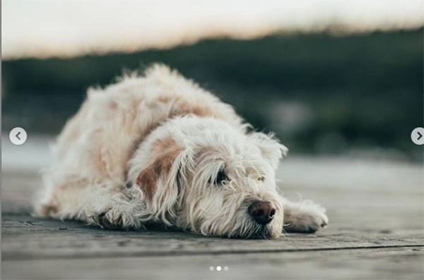 Arthur, el perro del deporte extremo ecuatoriano, sufre problemas de ...