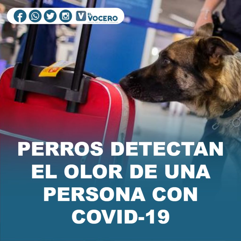 PERROS DETECTAN EL OLOR DE UNA PERSONA CON COVID-19 – El Vocero