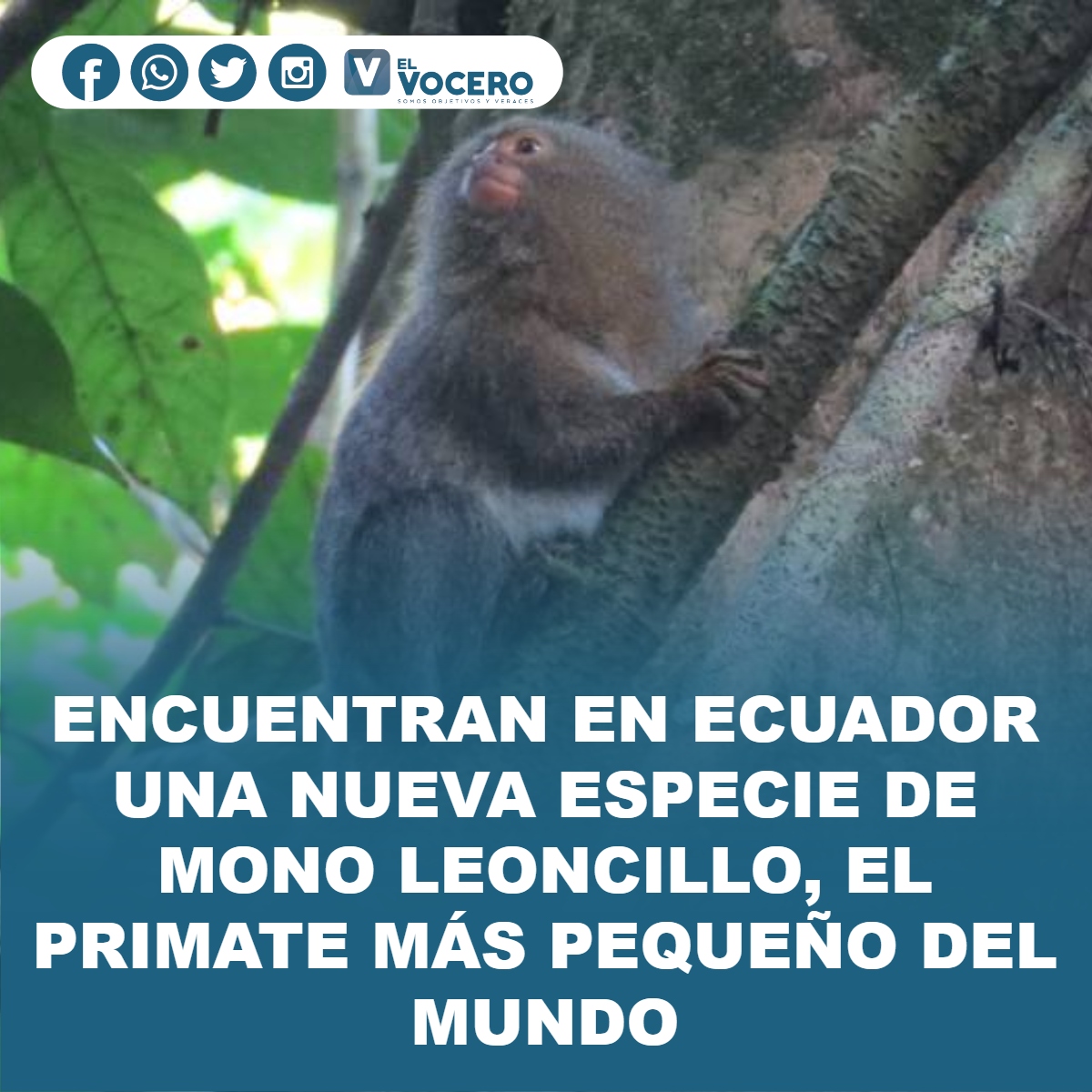 ENCUENTRAN EN ECUADOR UNA NUEVA ESPECIE DE MONO LEONCILLO, EL PRIMATE ...